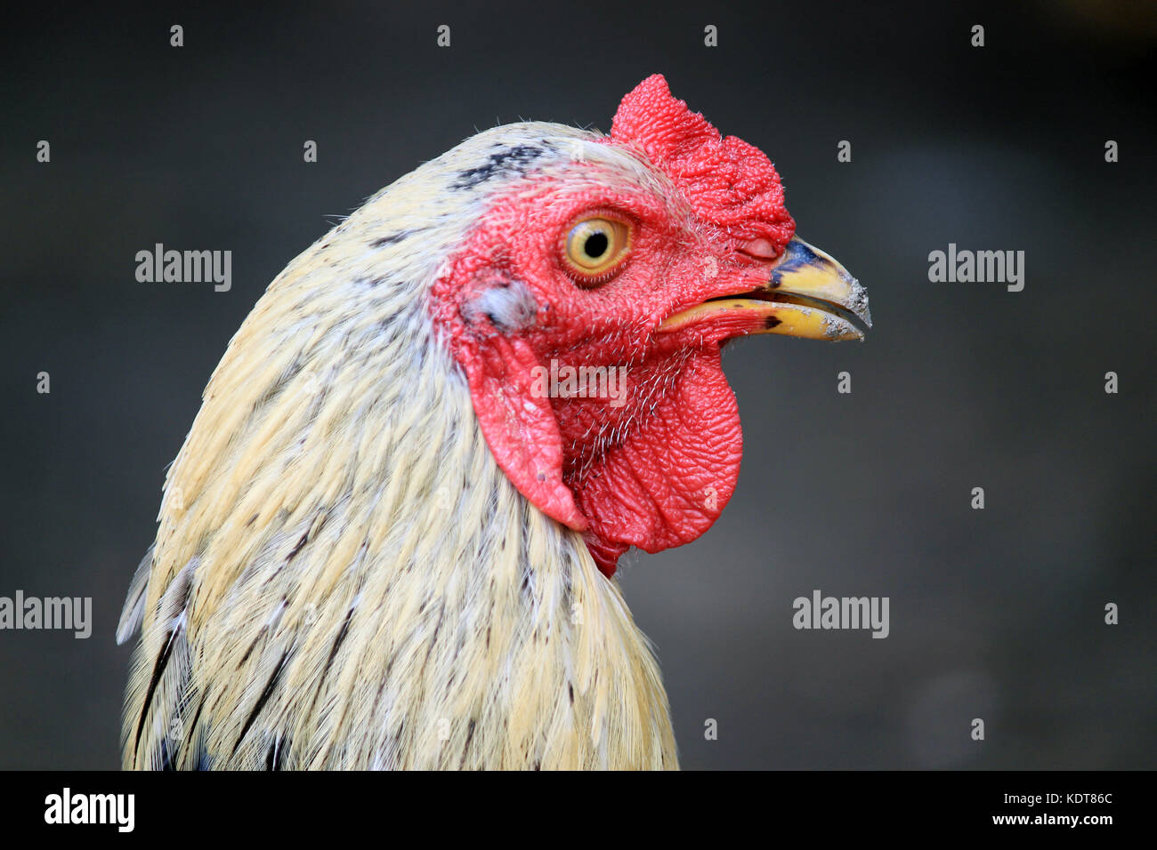 Portrait of a hen head. Head and neck of chicken Stock Photo - Alamy