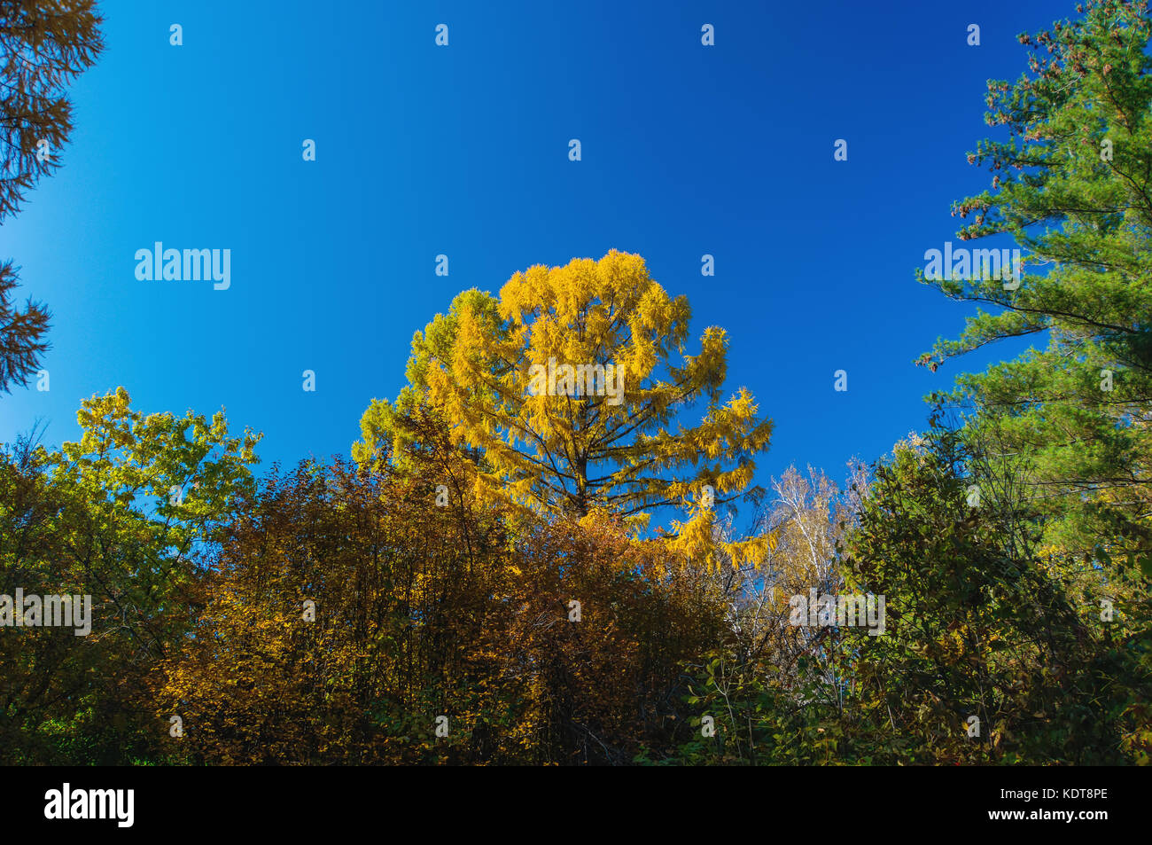 Tree tops of autumnal forest. Close up of trees. yellow the tops of the ...