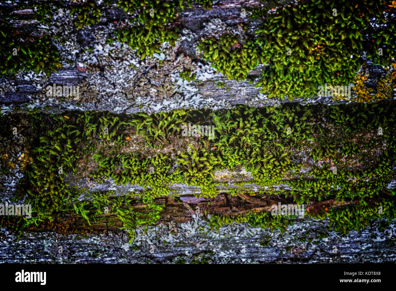Very old weathered rustic wood texture with moss and cracks on the ...