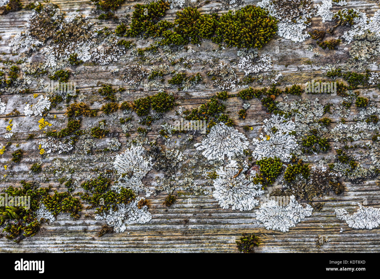 Very old weathered rustic wood texture with moss and cracks on the ...