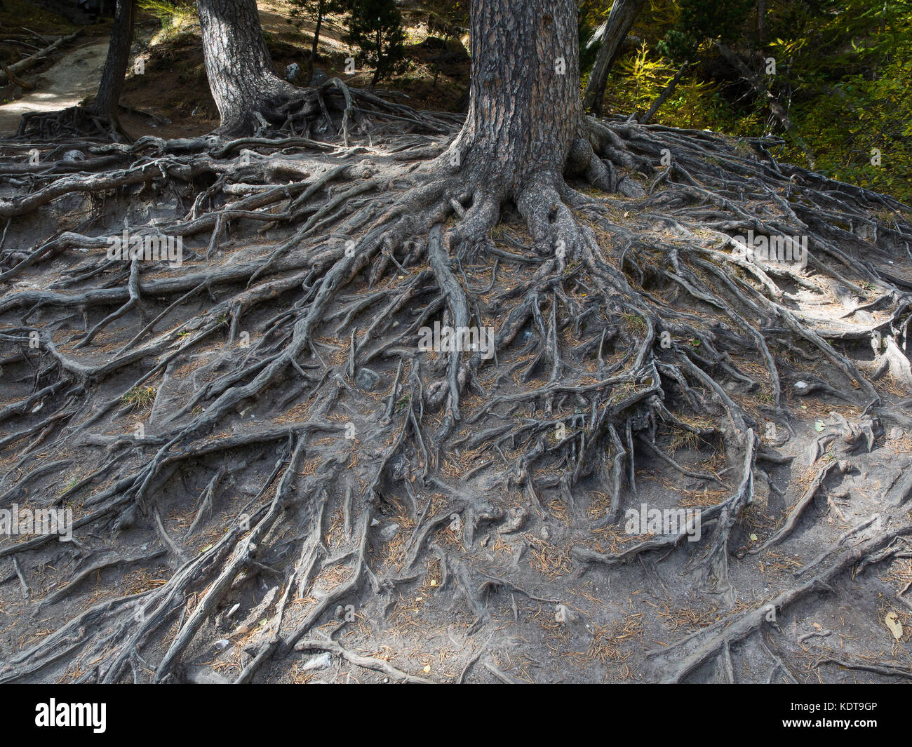 majestic roots of a big centenarian tree exposed due to soil erosion ...