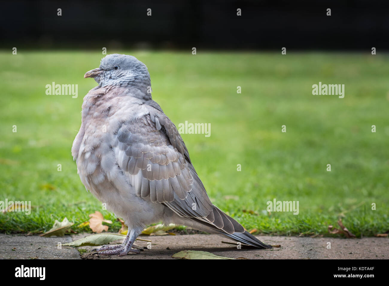Old codger hi-res stock photography and images - Alamy