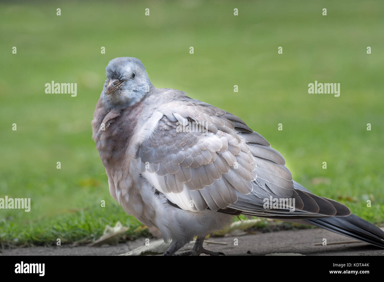 Old pigeon hi-res stock photography and images - Alamy
