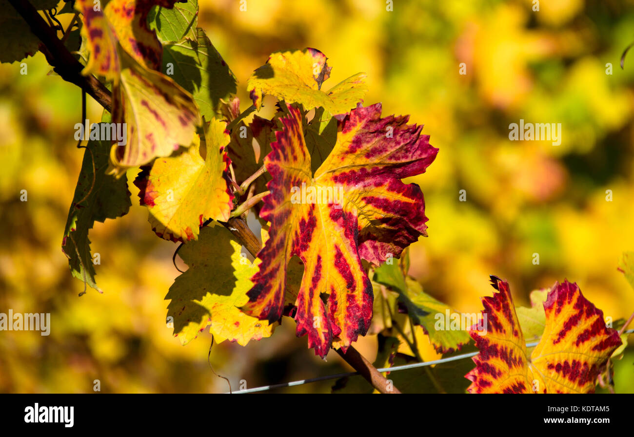 Autumn in the vineyards of Alsace in france Stock Photo - Alamy