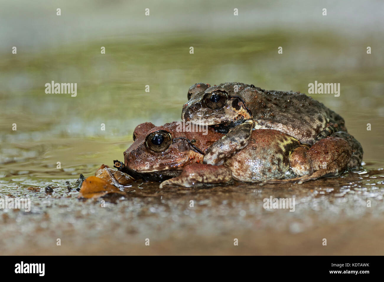 Burrowing frog hi-res stock photography and images - Alamy