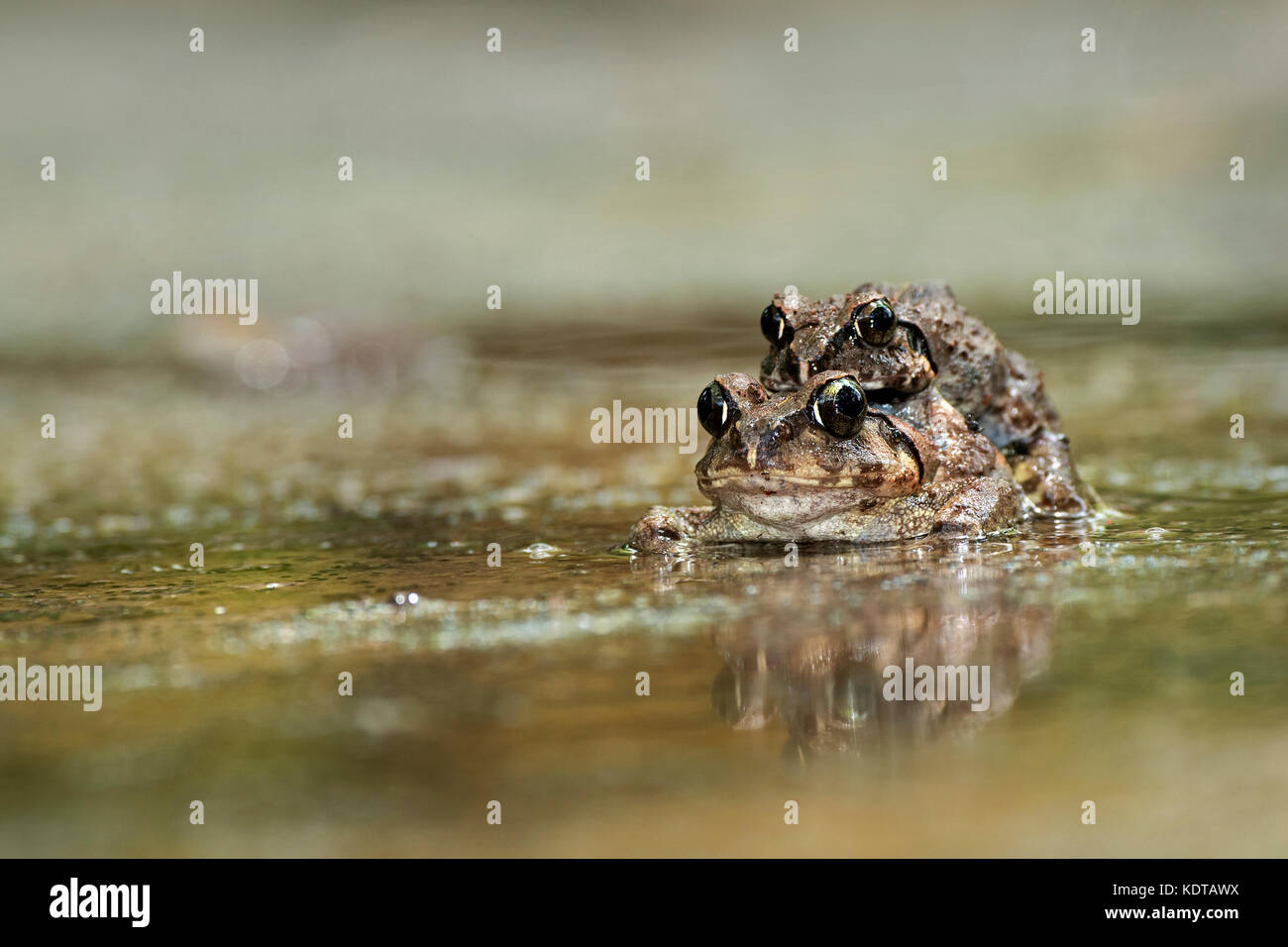 Burrowing frog hi-res stock photography and images - Alamy