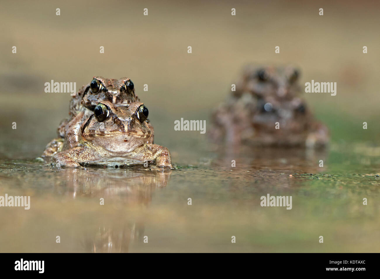 Burrowing frog hi-res stock photography and images - Alamy