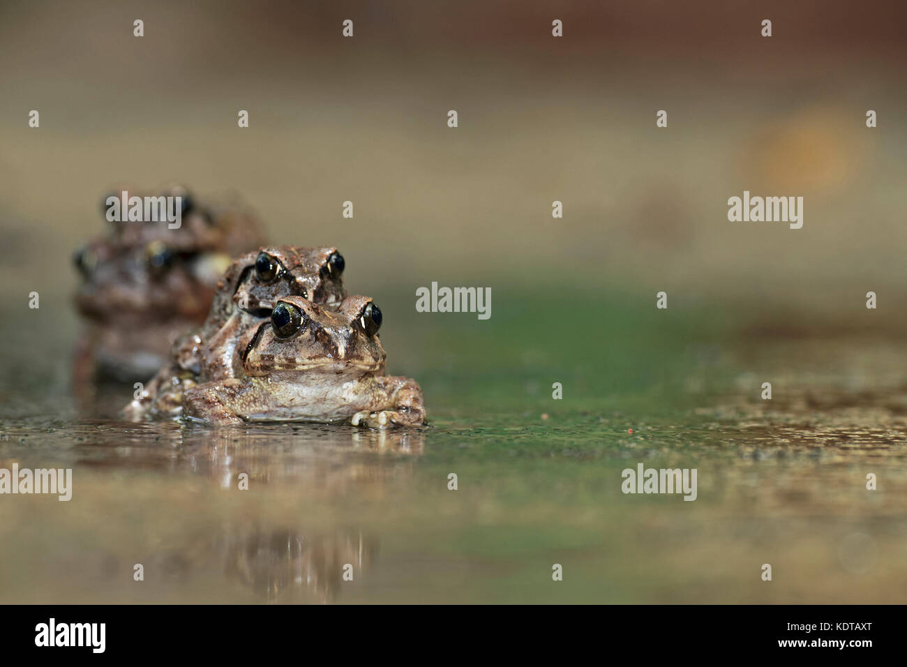 Burrowing frog hi-res stock photography and images - Alamy