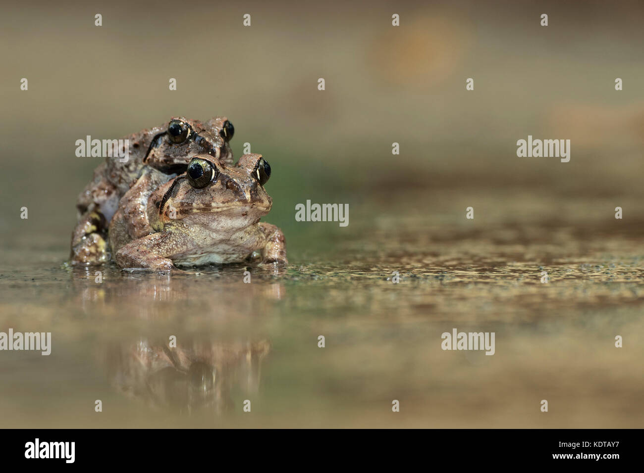 Burrowing frog hi-res stock photography and images - Alamy