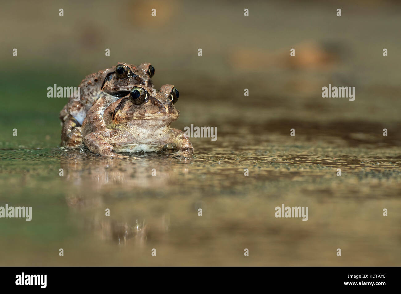 The image of Burrowing frog mating (Sphaerotheca breviceps) in western ...
