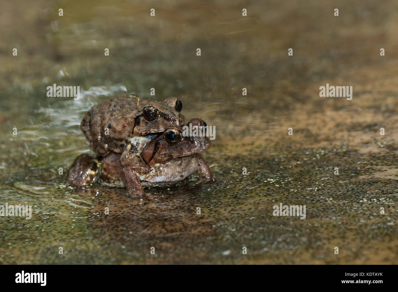 Burrowing frogs mating in western ghats, Maharshtra, India Stock Photo ...