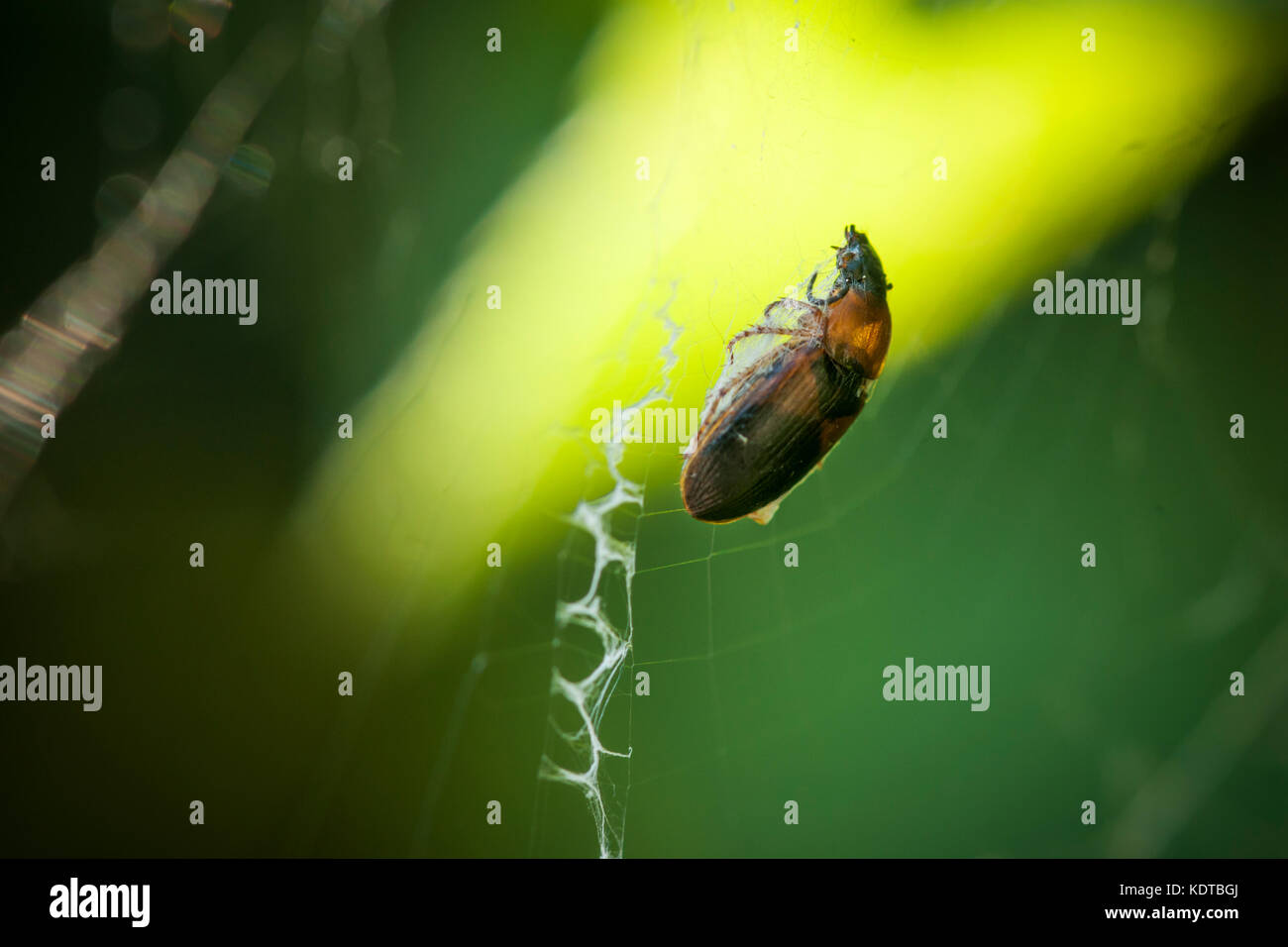 Macro view of a beetle woven into the spider web against a blurred ...