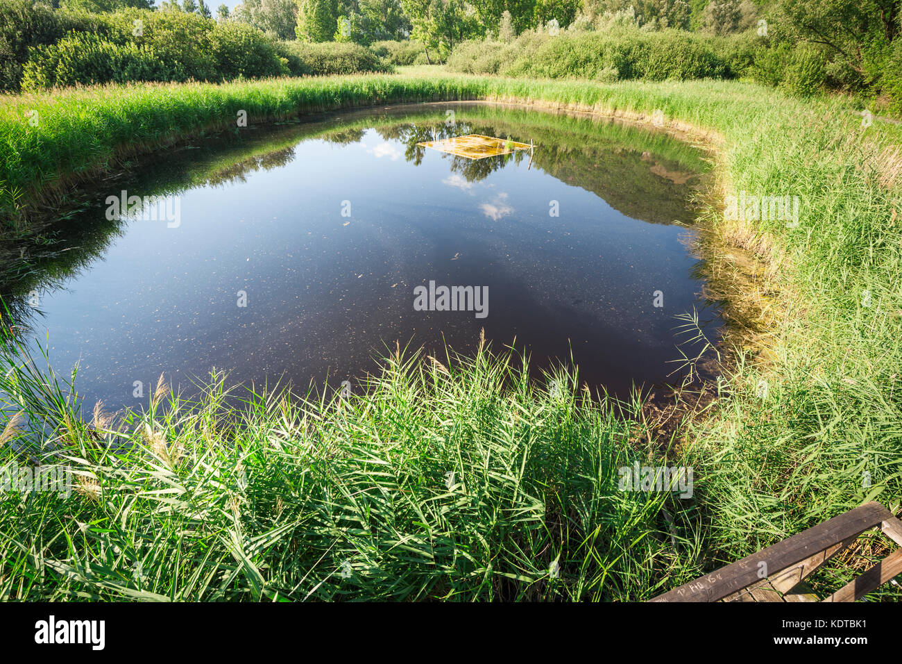 Wide-angle view of a small pond with Turtle Island in the biotope of ...