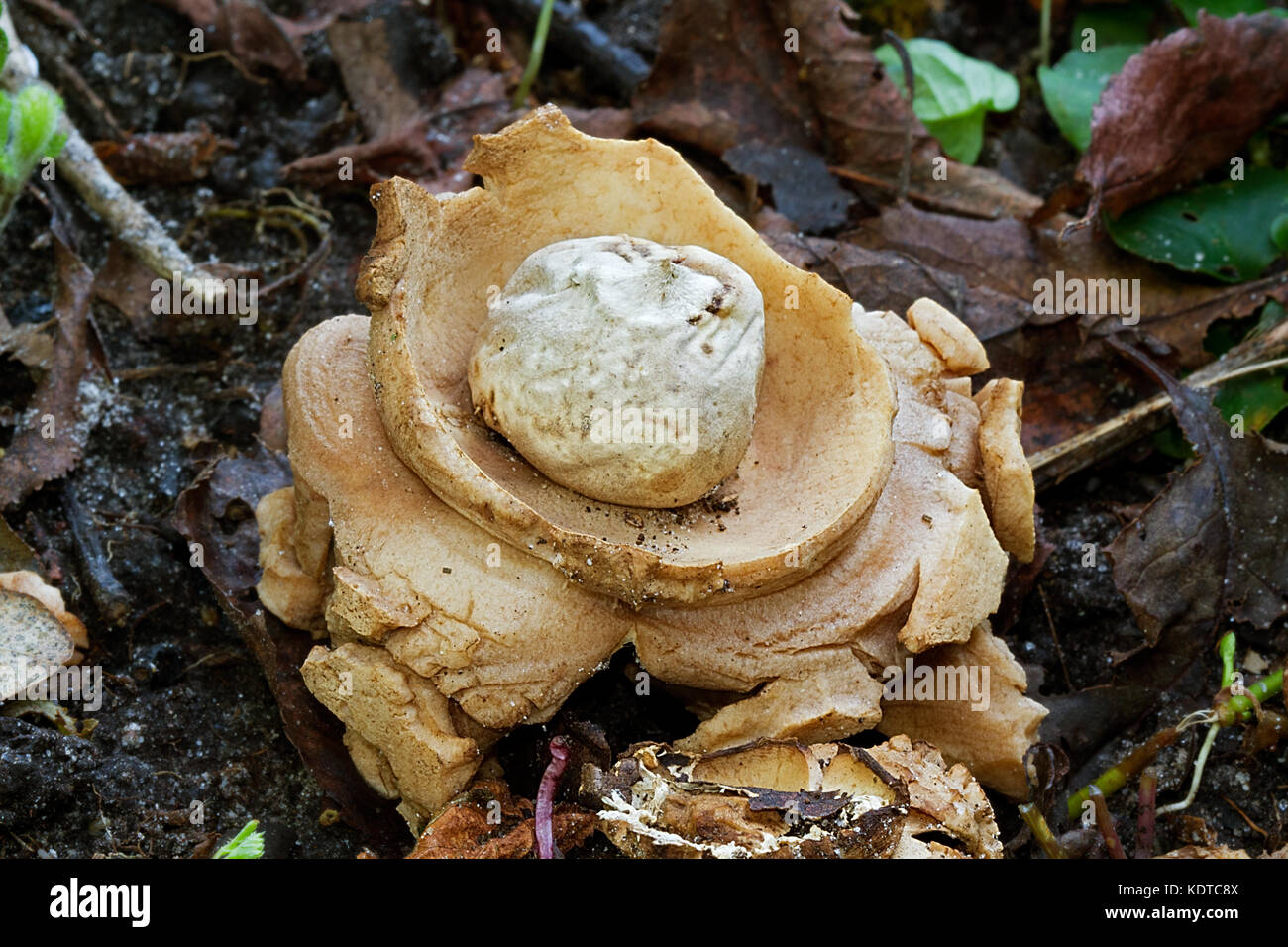 Collared earthstar, a puffball-like mushroom, growing in leaf litter ...