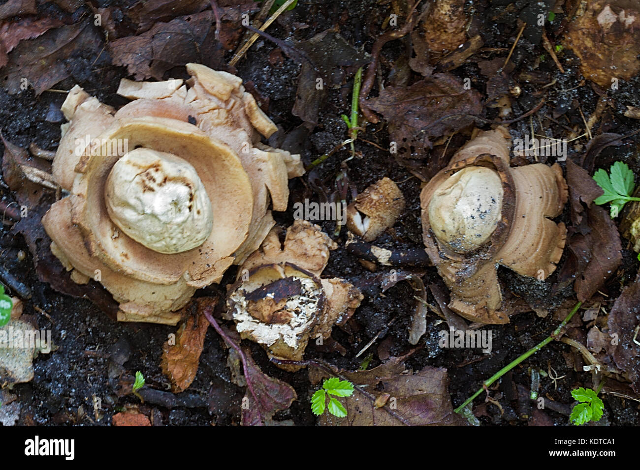 Collared earthstars geastrum triplex hi-res stock photography and ...