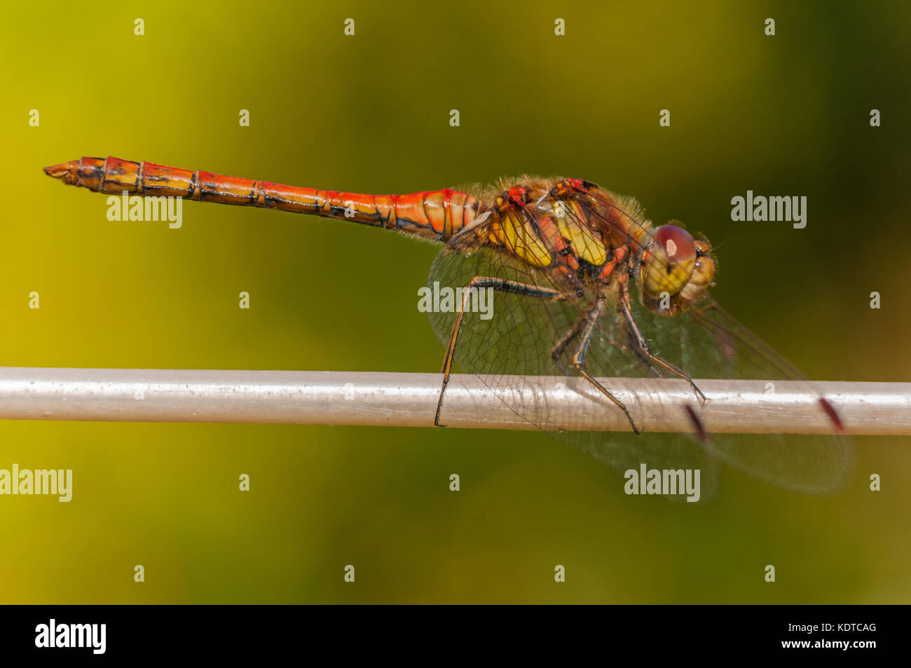 Red Dragonfly, Common Darter Stock Photo - Alamy