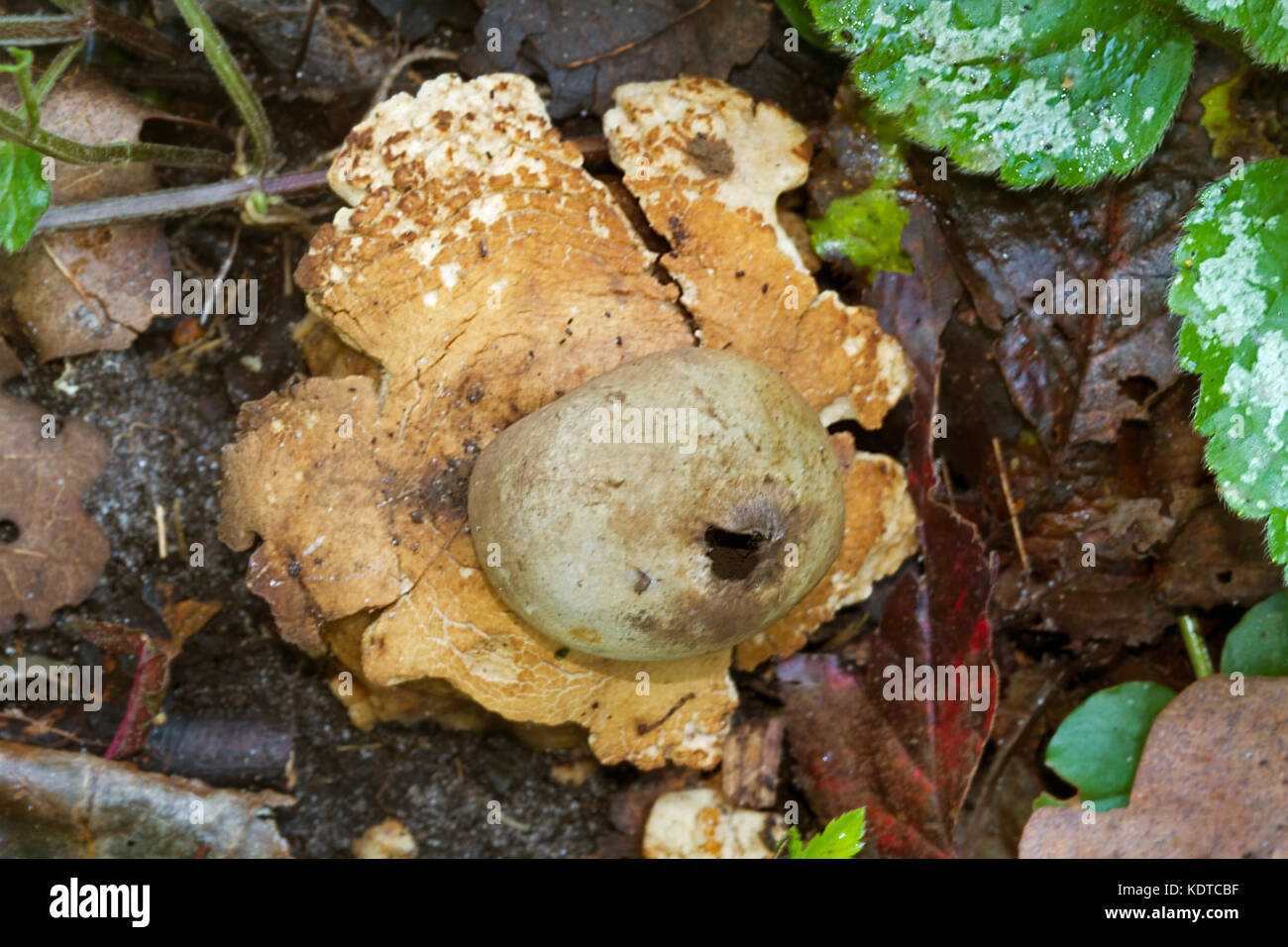 Collared earthstar, a puffball-like mushroom, growing in leaf litter ...