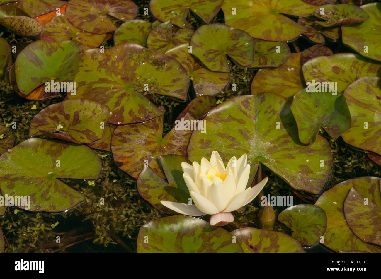 Single white lotus flower, water lily, amongst lily pads Stock Photo ...