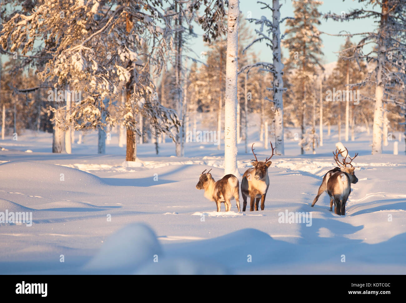 Arctic reindeers hi-res stock photography and images - Alamy