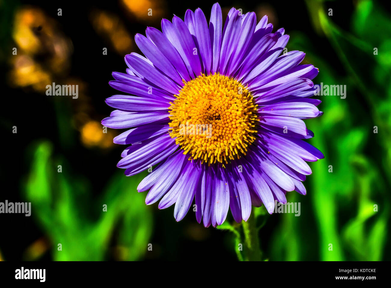 Mountain daisy erigeron peregrinus hi-res stock photography and images ...