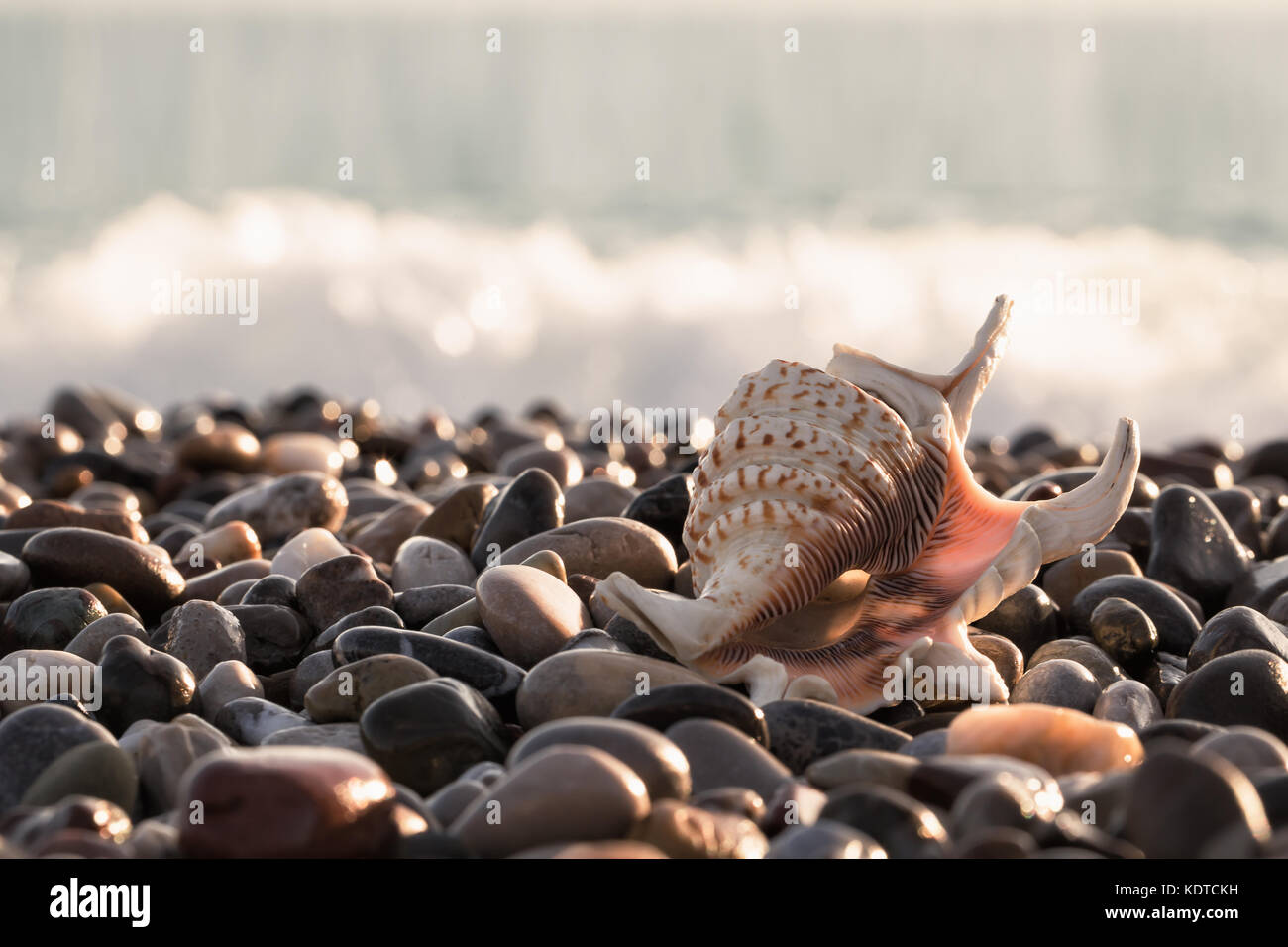 Beautiful seashell on the sea stony shore Stock Photo - Alamy
