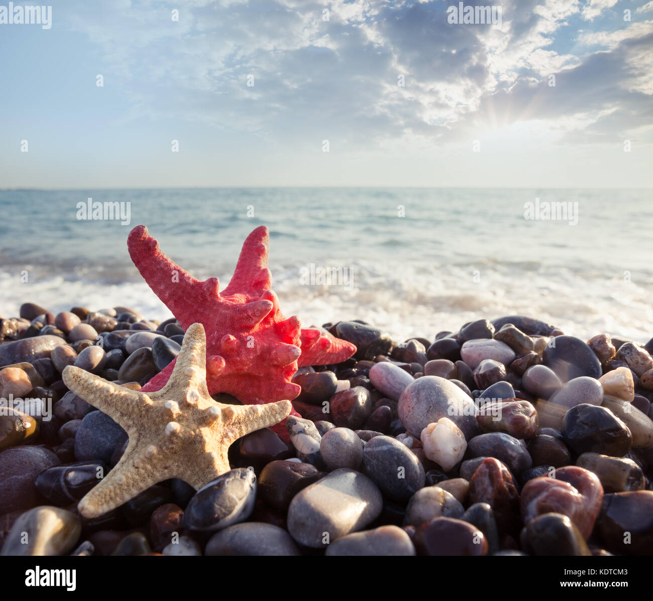 Two sea stars on the shingle of the sea shore Stock Photo - Alamy