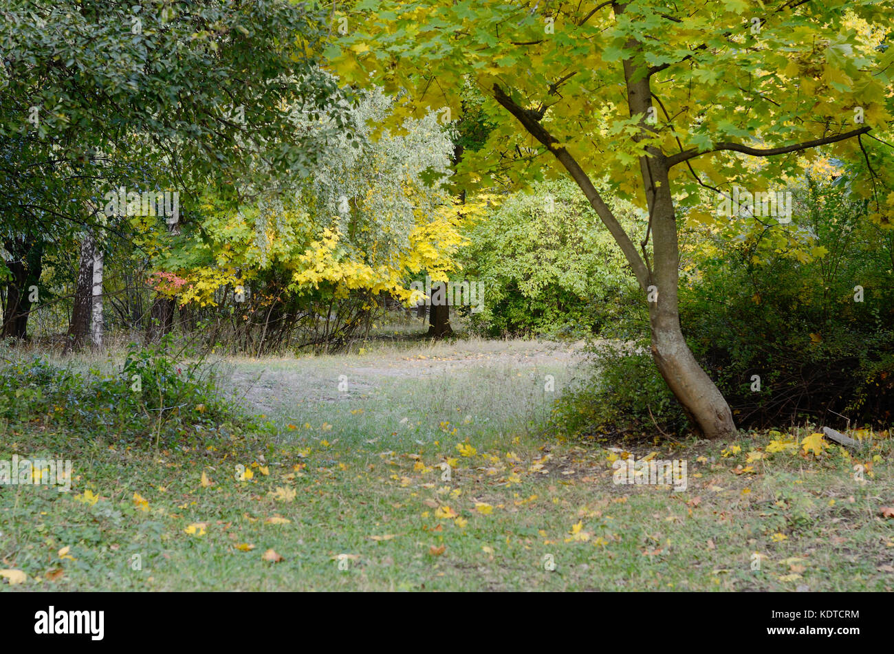 Autumn european park with maple and fir trees fulfilled by sun light ...