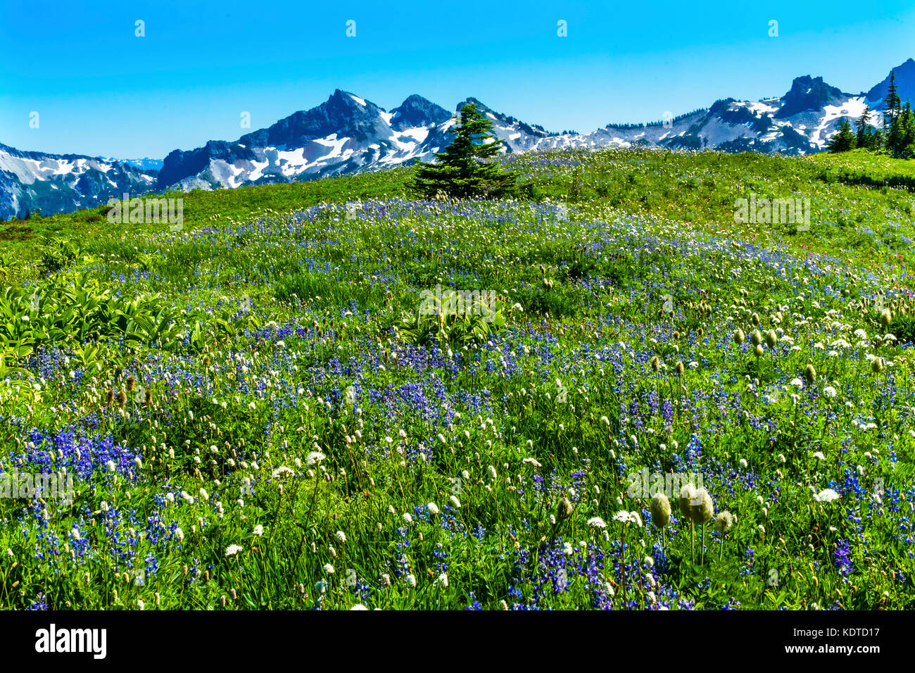Tatoosh mountains hi-res stock photography and images - Alamy