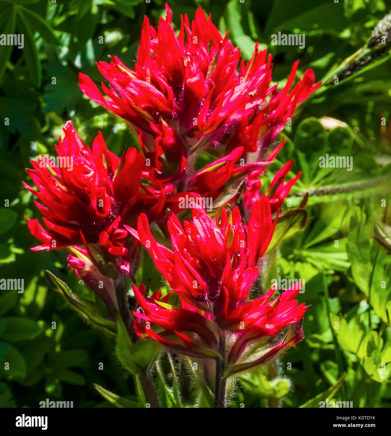 Magenta Indian Paintbrush Castilleja parviflora Wildflower Mount ...