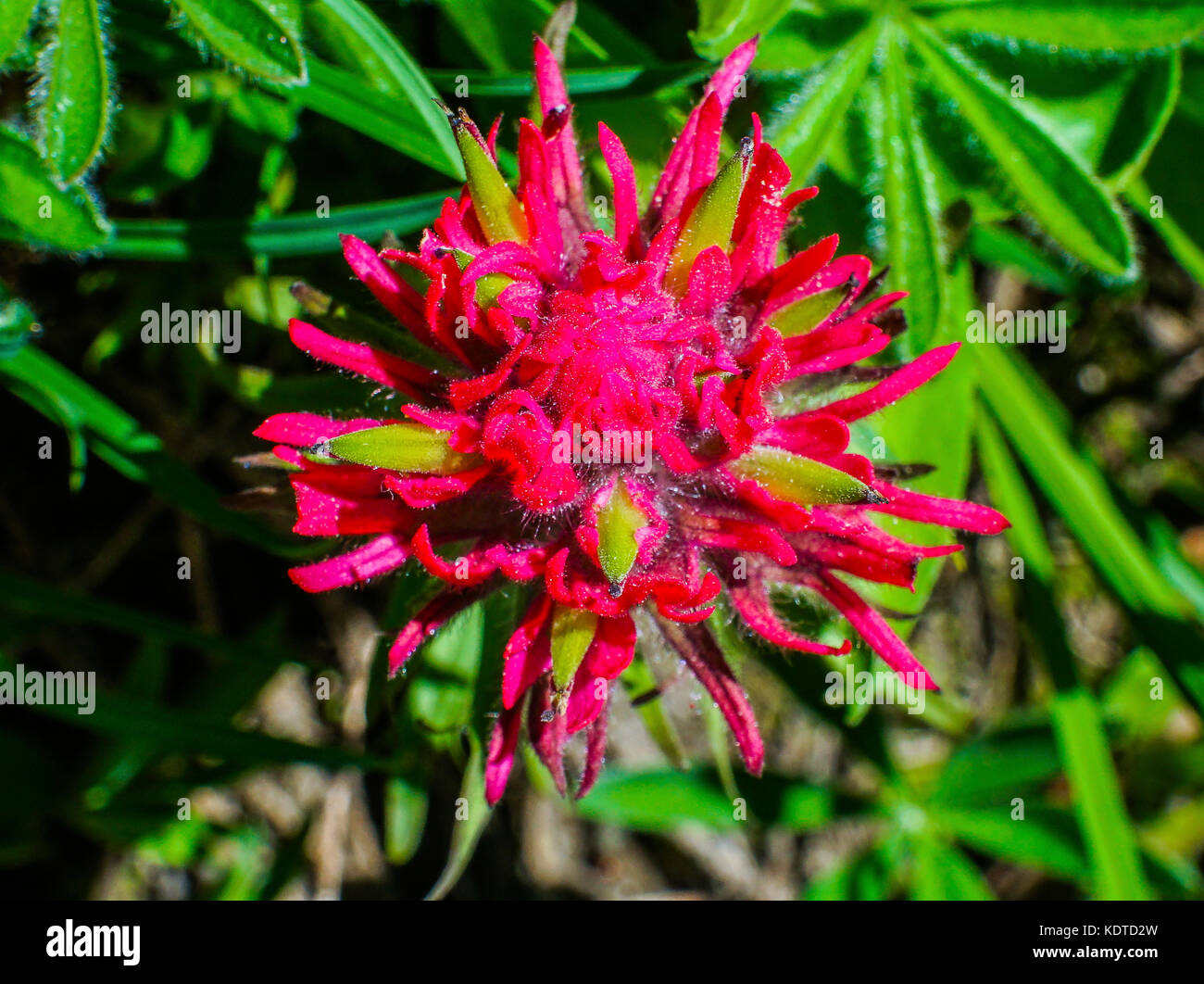 Magenta Indian Paintbrush Castilleja parviflora Wildflower Mount ...