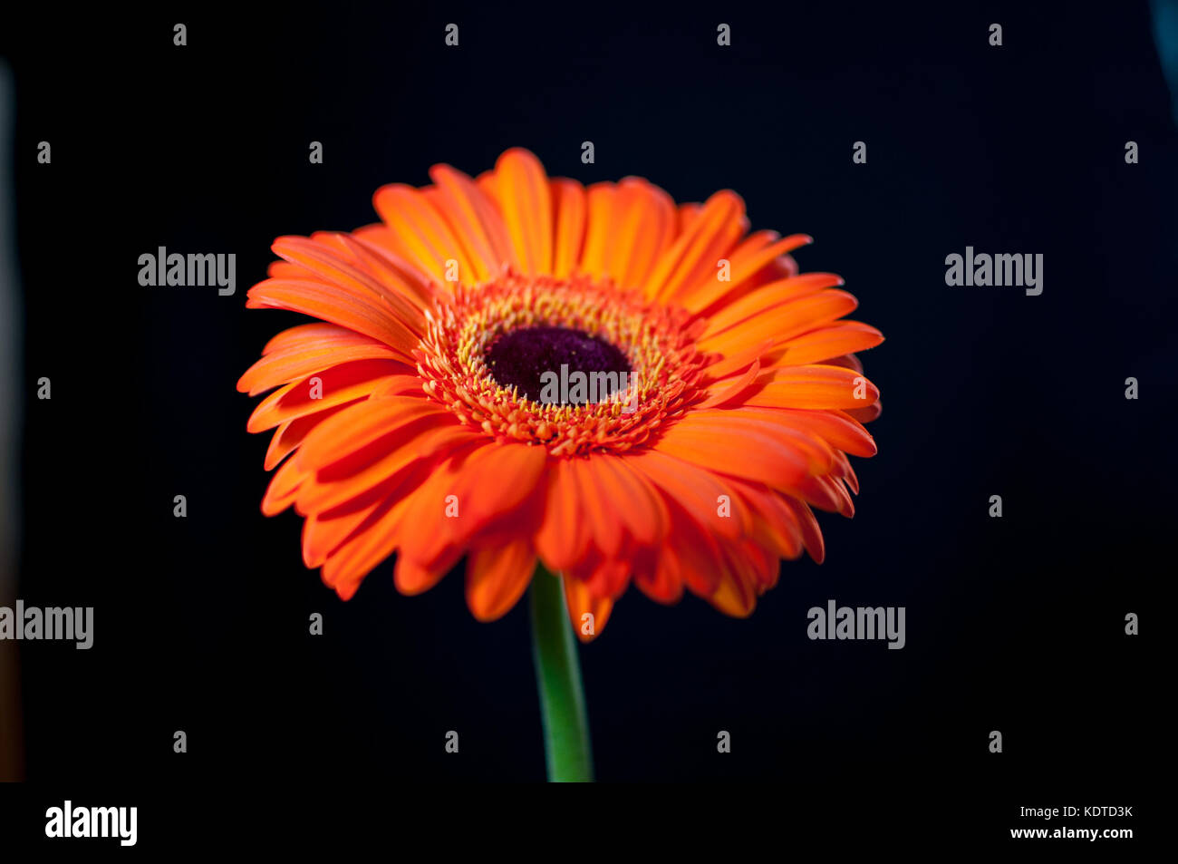 Closeup of a single orange gerber flower against a black background ...