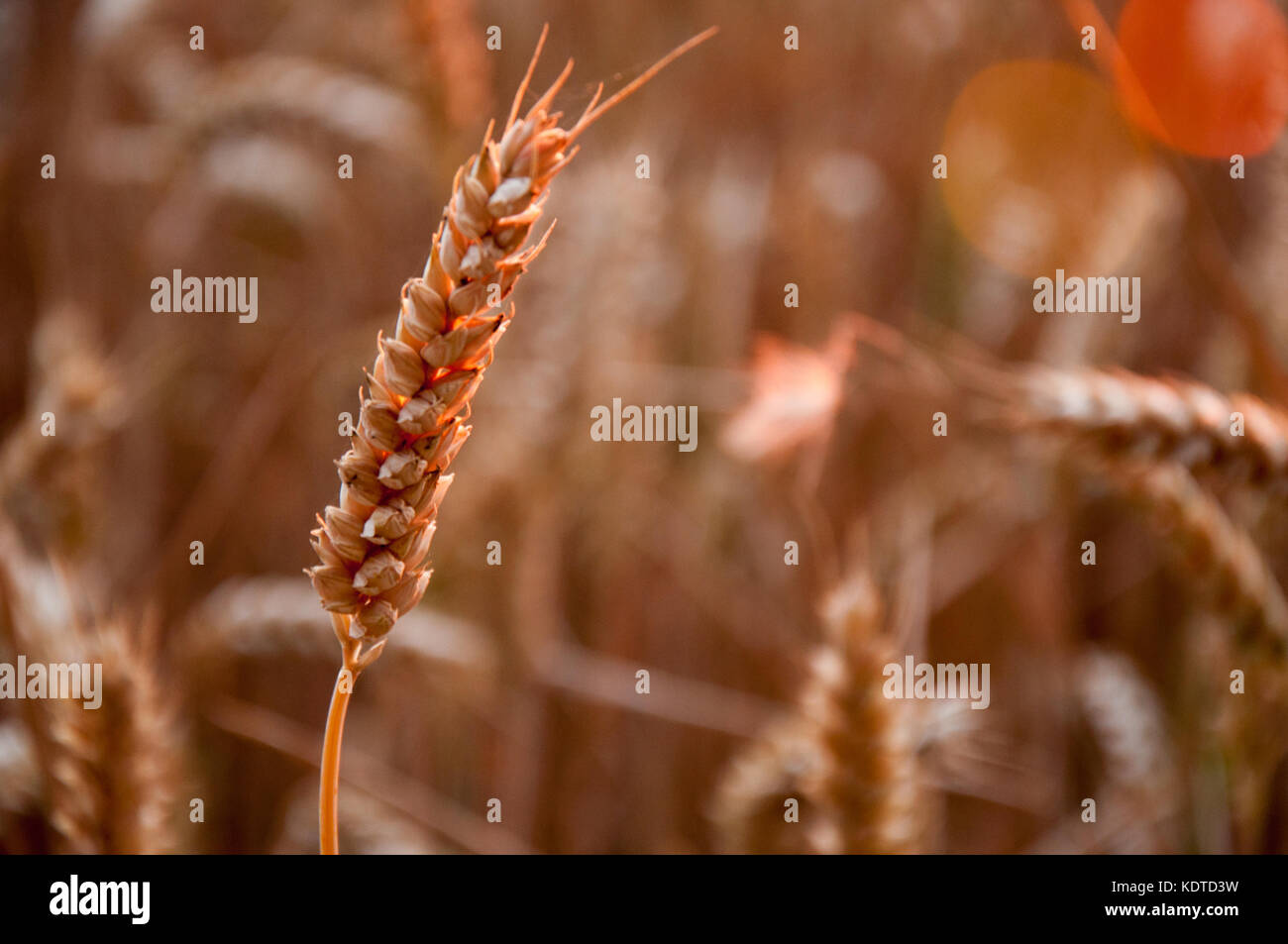 Beautiful ear corn hi-res stock photography and images - Alamy