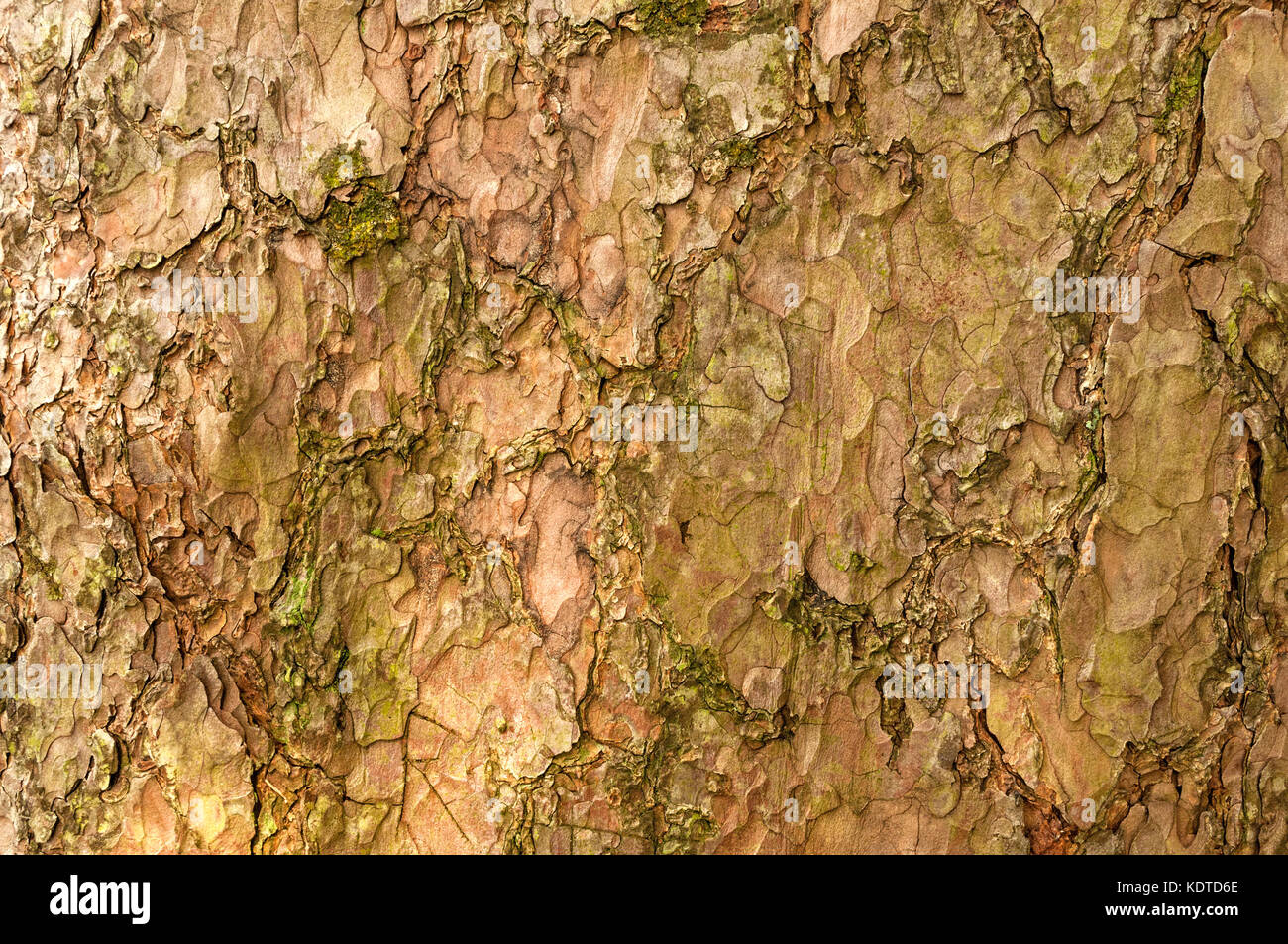 Tree Bark Close up Background Stock Photo - Alamy
