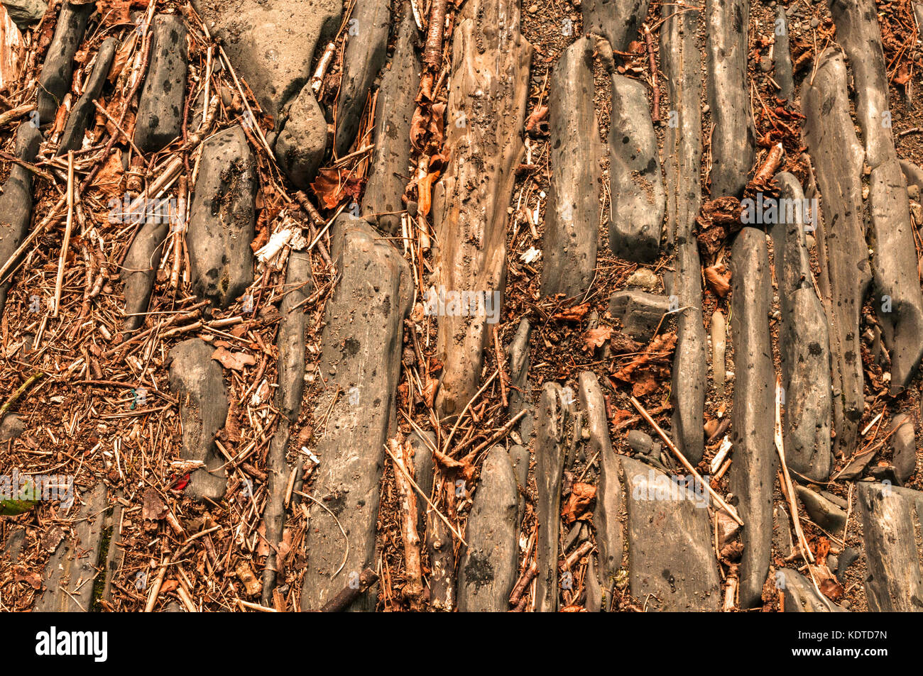Stony Forest ground with leaves and twigs textured background Stock ...