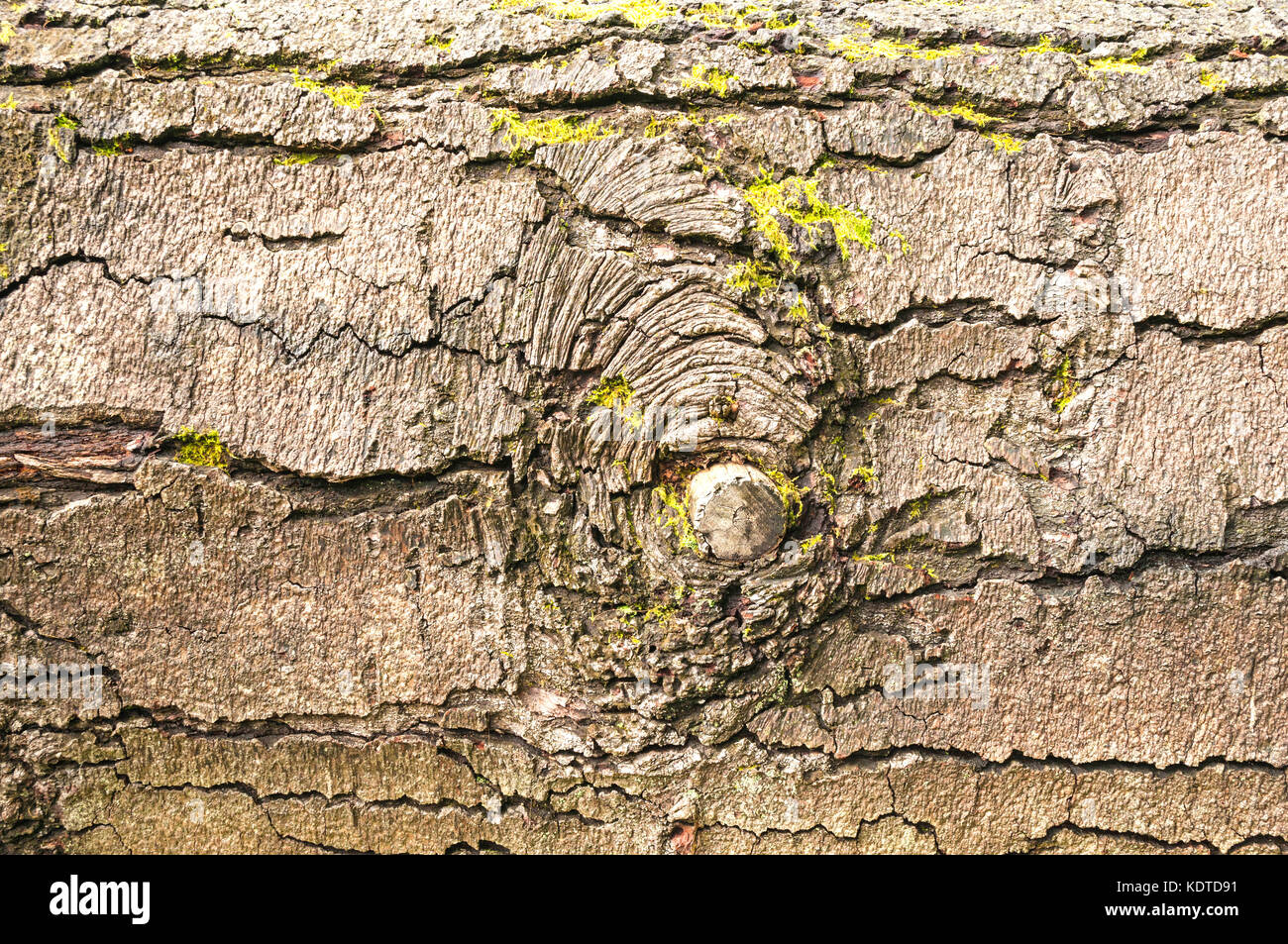 Tree Bark Close up Background Stock Photo - Alamy