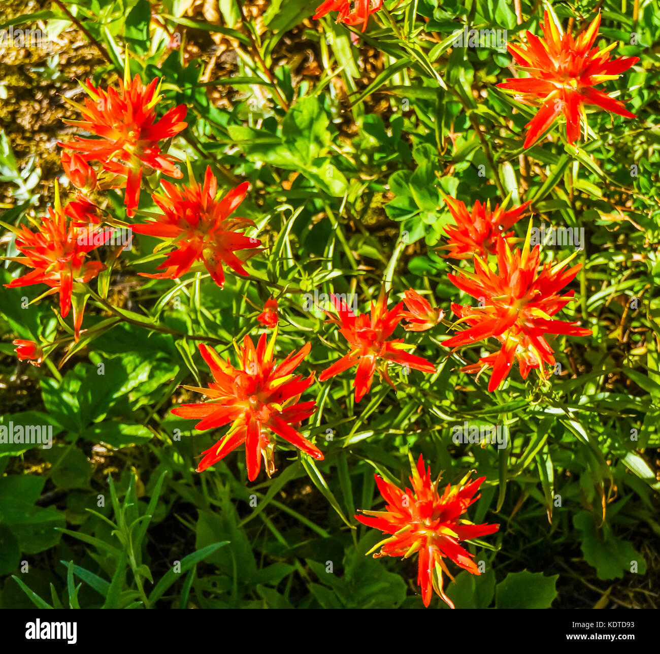 Orange Scarlet Indian Paintbrush Castilleja Coccinea Wildflower Mount ...