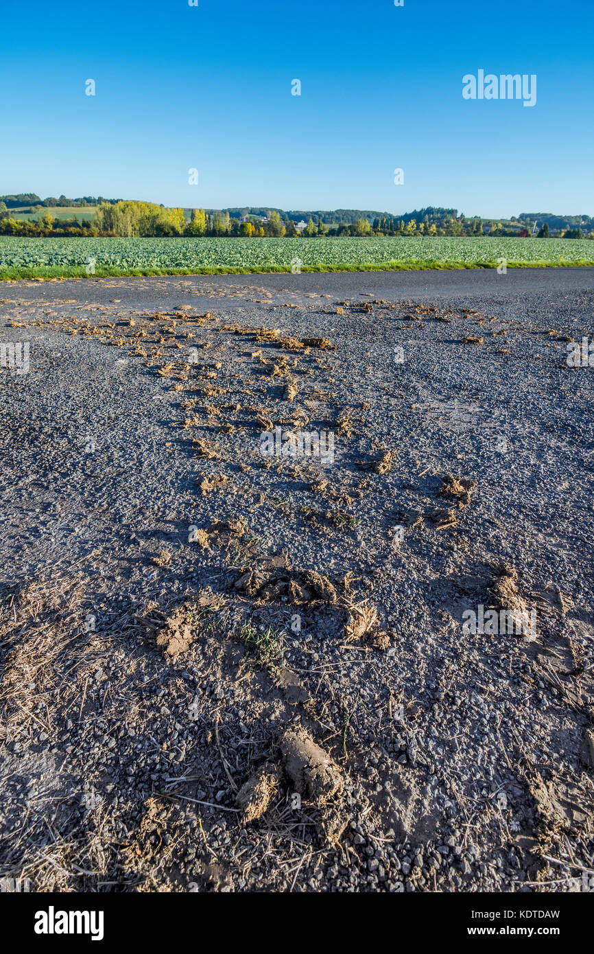 Mud on road at farm gate - France Stock Photo - Alamy