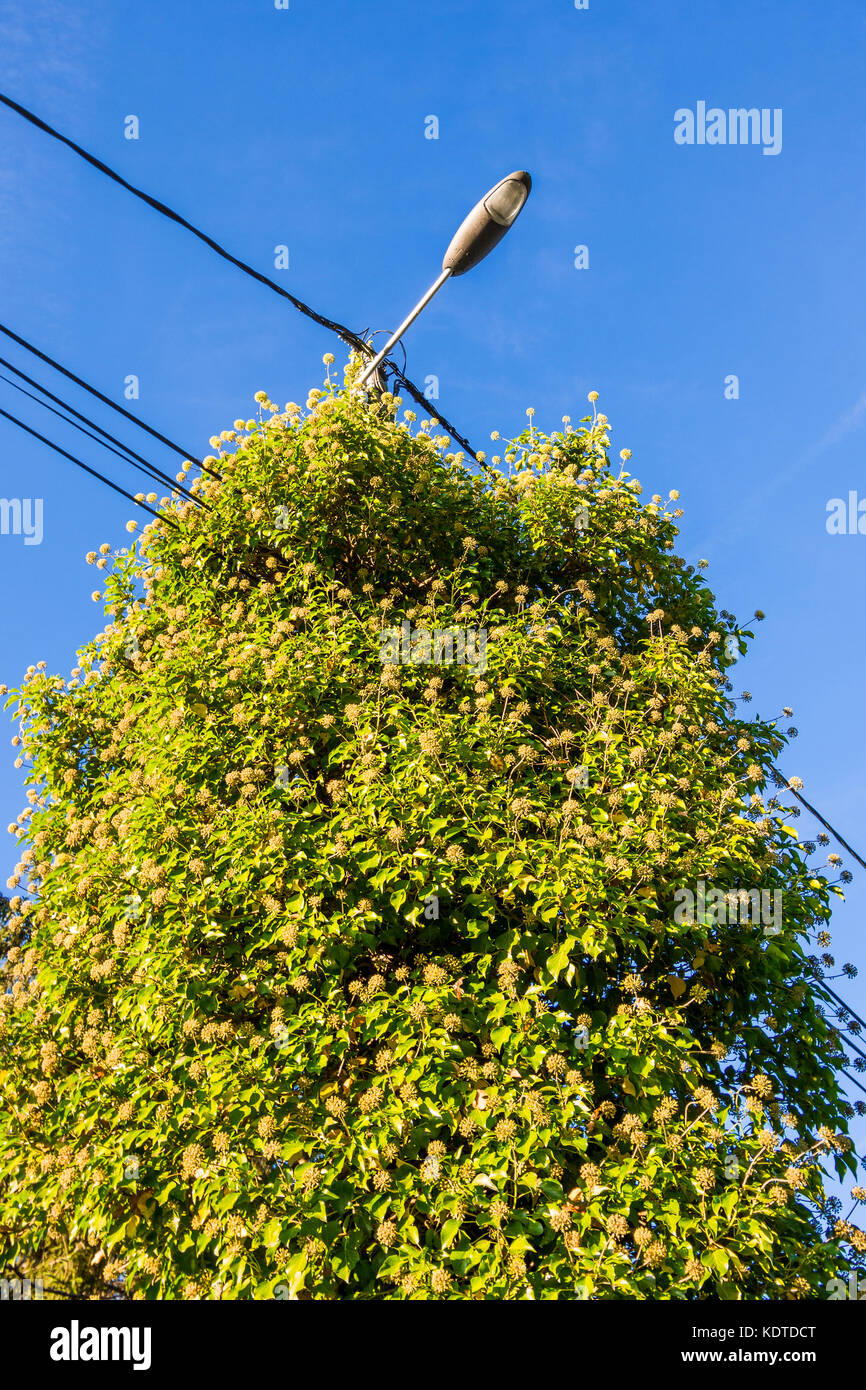 Lamp post climbing plant hi-res stock photography and images - Alamy