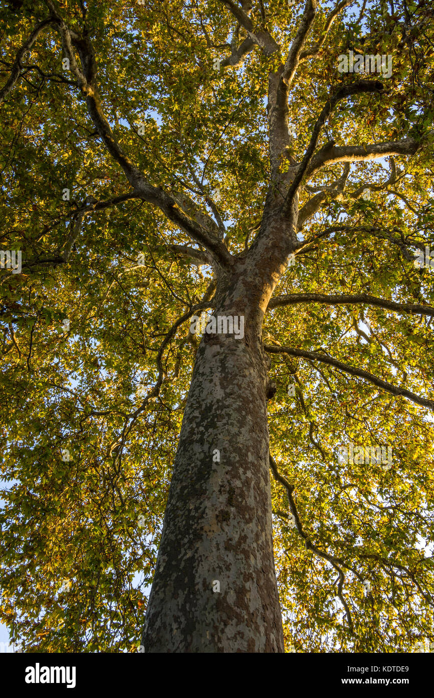 Plane tree bark france hi-res stock photography and images - Alamy