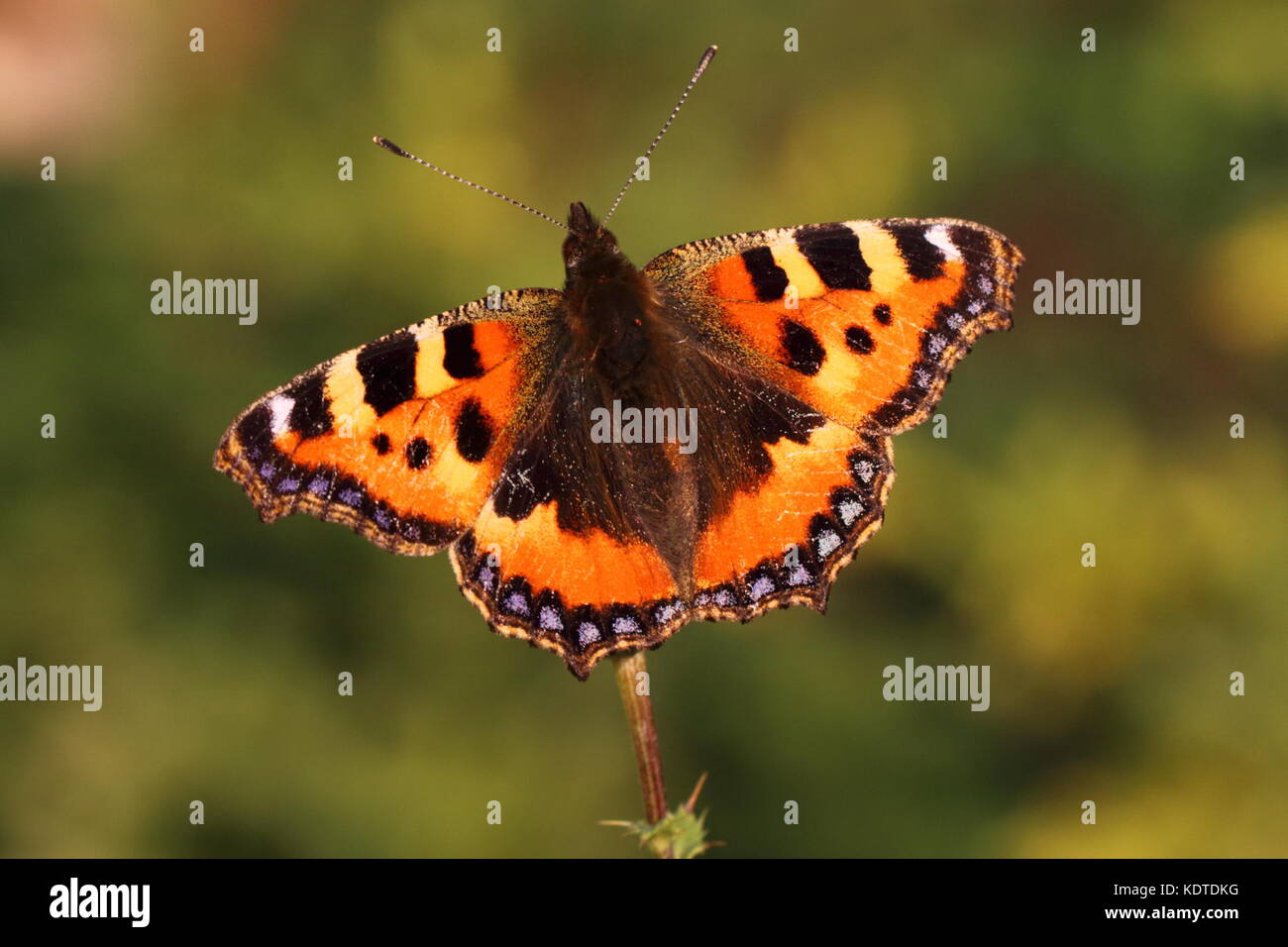 Small Tortoiseshell butterfly Stock Photo - Alamy
