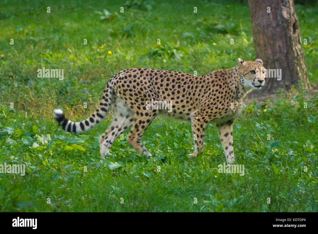 Red list animal - cheetah or cheeta, fastest land animal, large felid ...