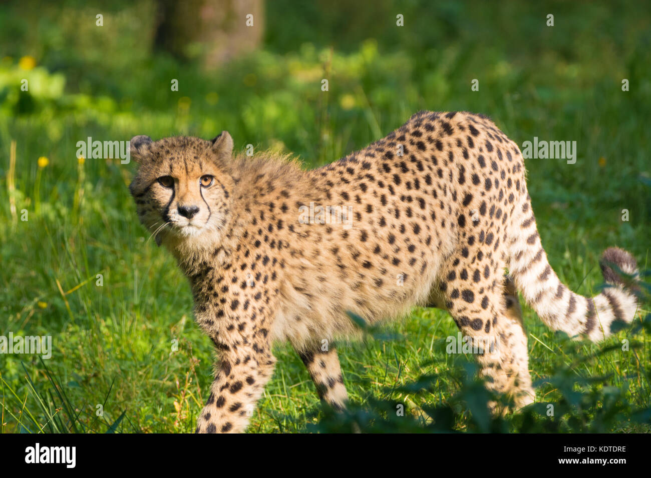 Red list animal - cheetah or cheeta, fastest land animal, large felid ...
