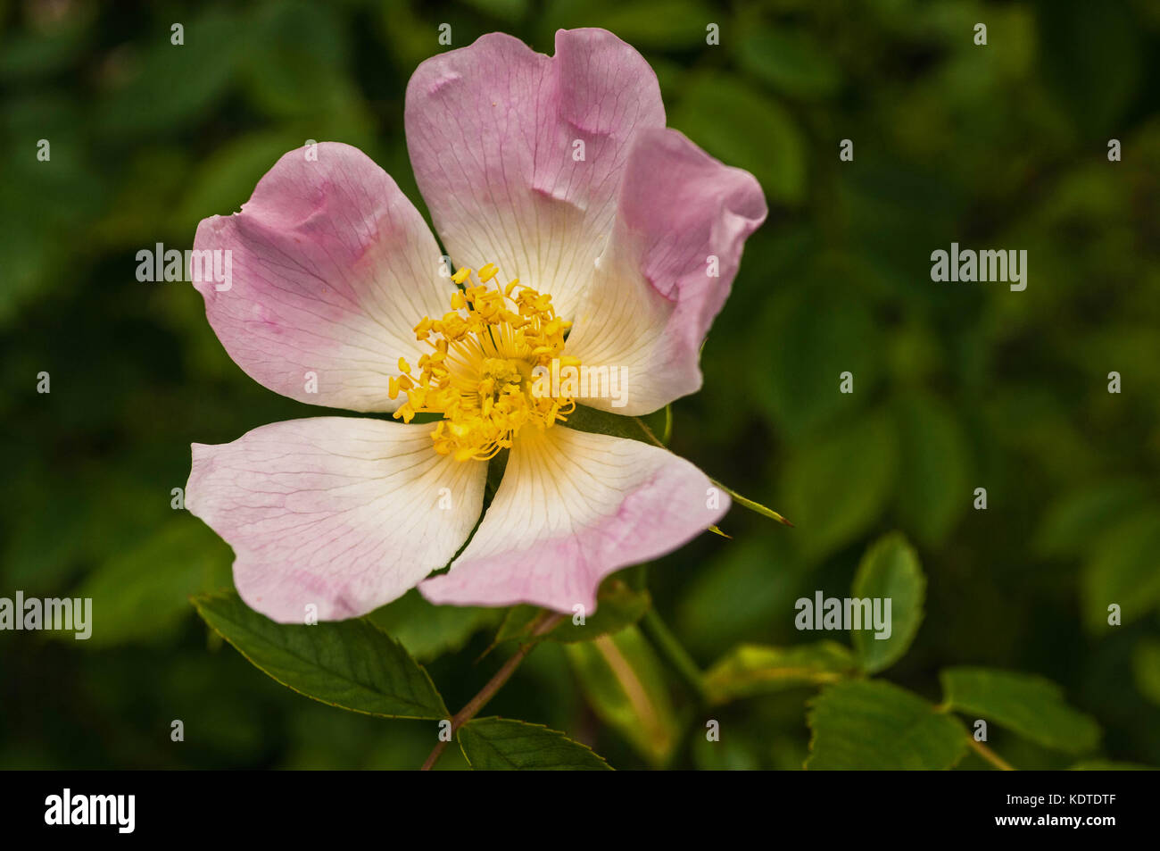 Wild Rose, Rosa Canina Stock Photo - Alamy