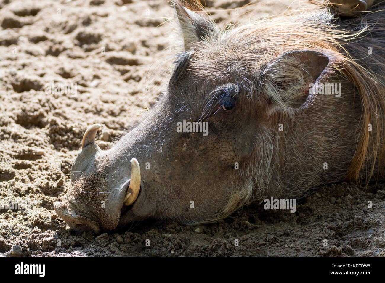 Big warthog wild pig, lives in Africa, wild animal close up Stock Photo ...