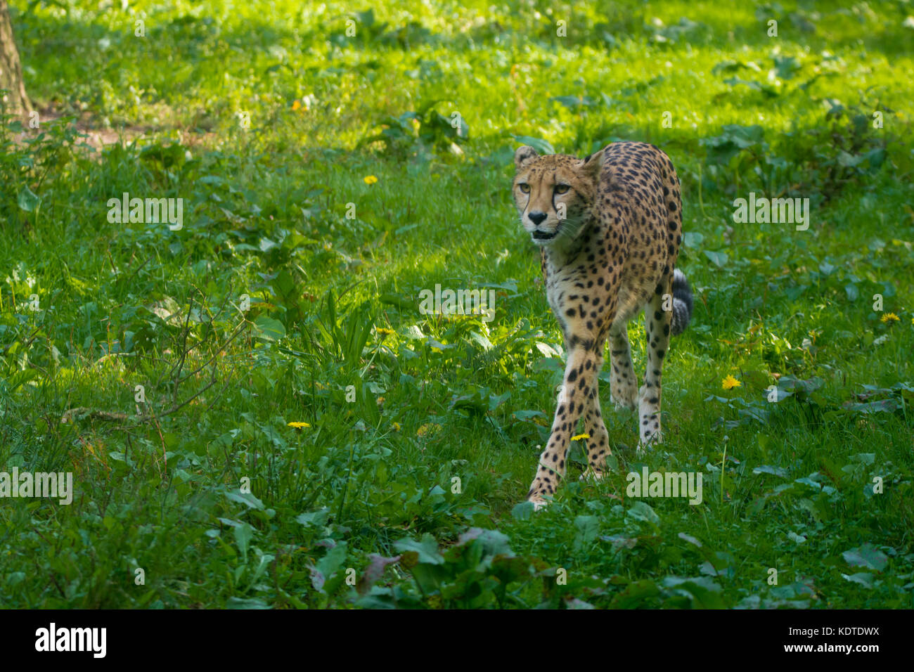 Large cat of the subfamily felinae hi-res stock photography and images ...