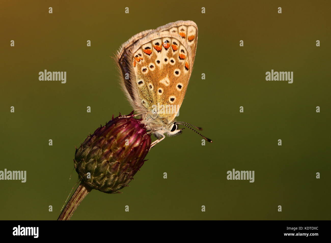 Communal roosting hi-res stock photography and images - Alamy