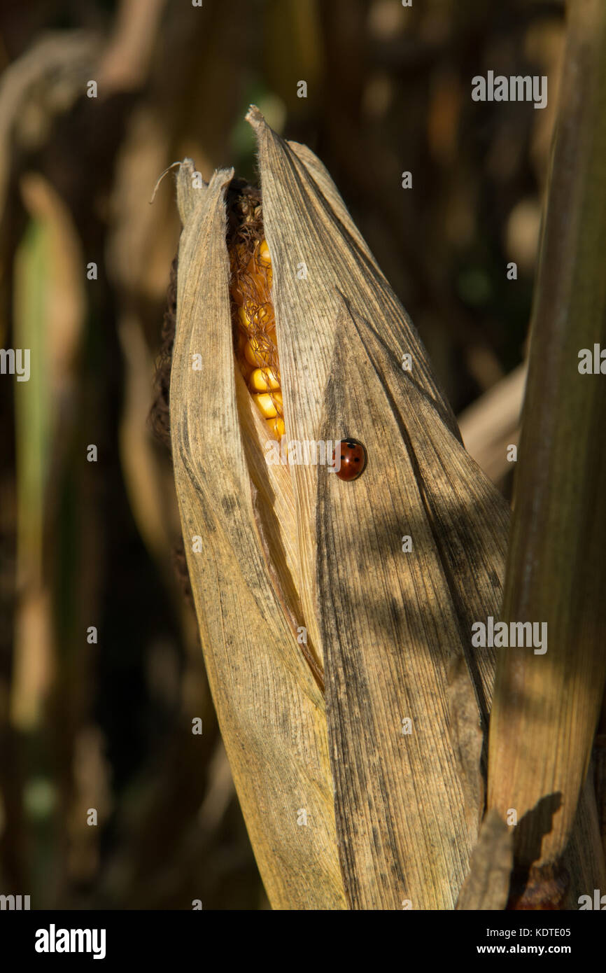 Ripe yellow organic corn ear ready to harvest, corn fields Stock Photo ...