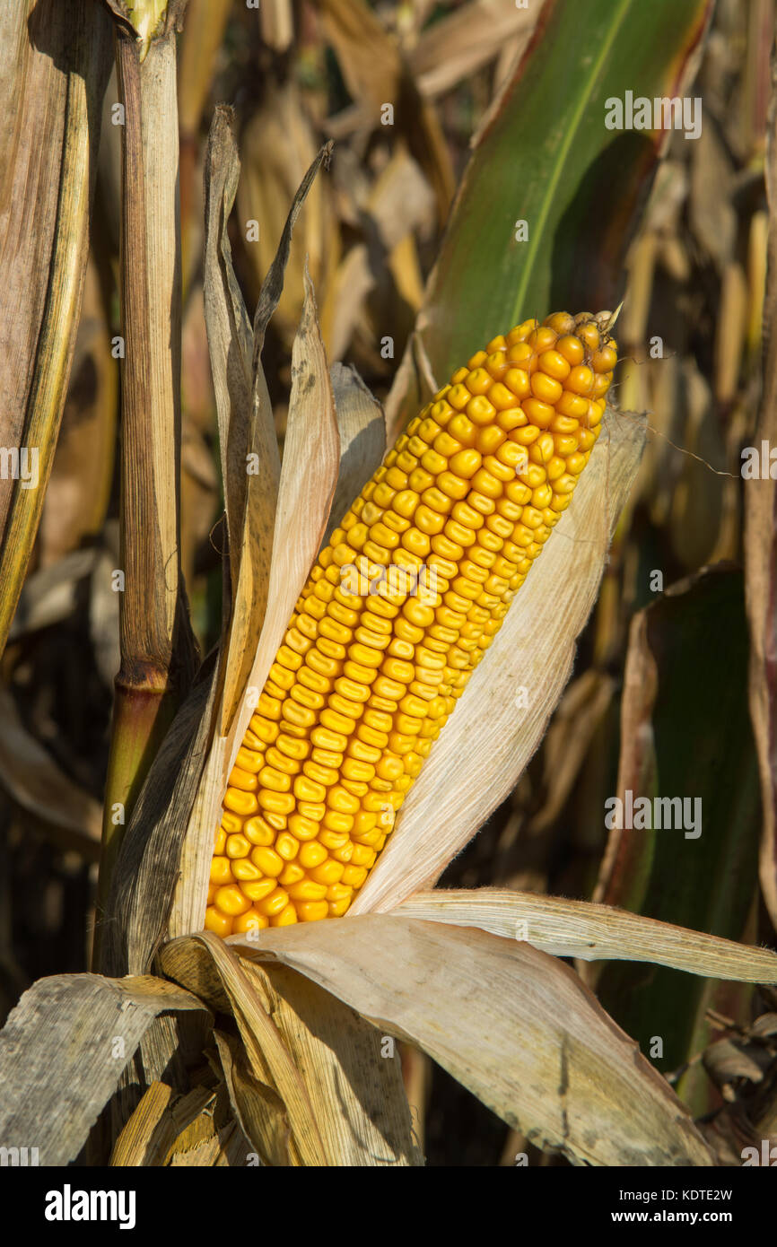 Ripe yellow organic corn ear ready to harvest, corn fields Stock Photo ...