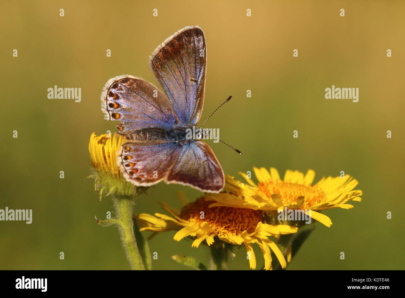 Female Common Blue butterfly Stock Photo - Alamy