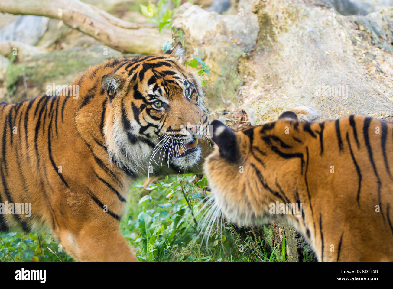 Tiger (Panthera tigris) is the largest cat species, most recognizable ...